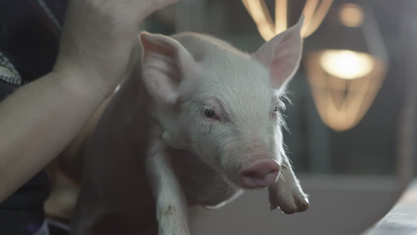 Baby Pig Stock Footage Video | Shutterstock