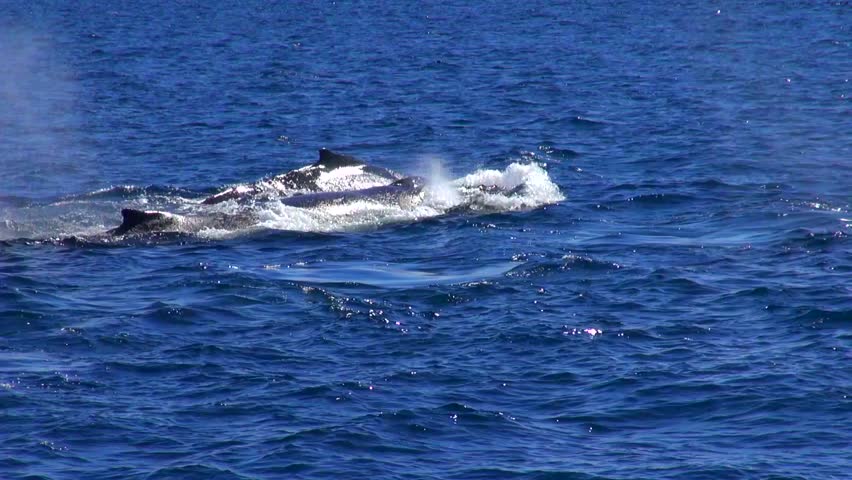 Stock video of large feeding pod of humpback whales | 5181836 ...