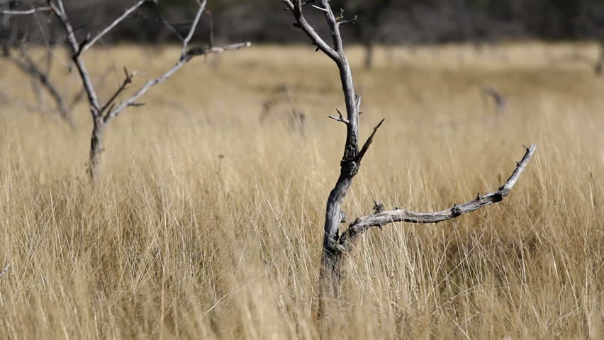 Arid Land with Dried Vegetation Stock Footage Video (100% Royalty-free ...