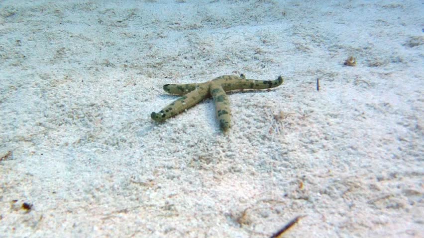 Starfish Move On a Sandy Stock Footage Video (100% Royalty-free ...