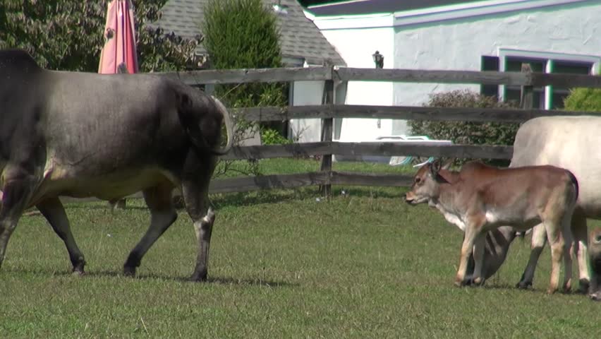 Miniature Brahman Cow and Baby Stock Footage Video (100% Royalty-free ...