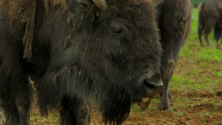 Close up American Bison Feeding Stock Footage Video (100% Royalty-free ...