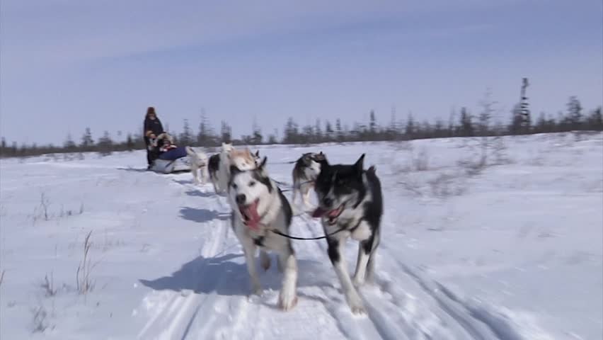 A Team Of Siberian Sled Dogs Pulling A Sled Through The Winter Forest ...