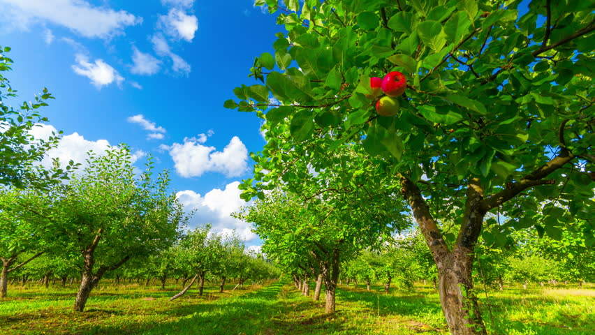 Apple tree Stock Video Footage - 4K and HD Video Clips | Shutterstock