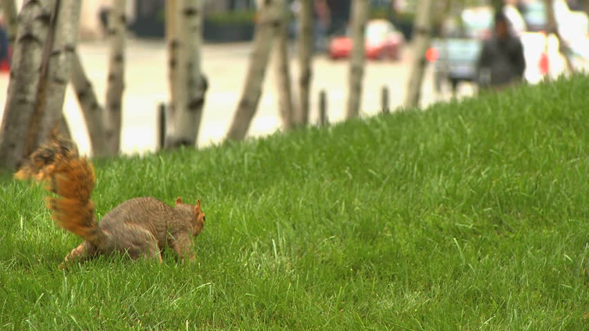 Squirrel Finding a Nut in Stock Footage Video (100% Royalty-free ...