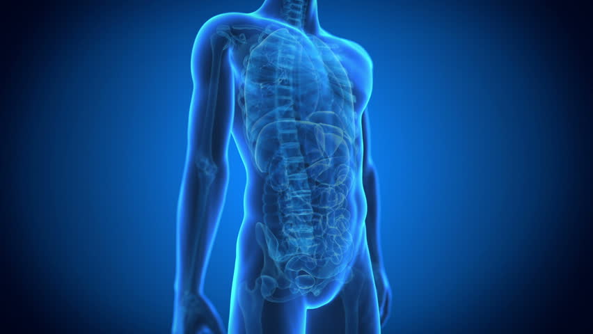 Medical Animation - Thorax Anatomy Stock Footage Video (100% Royalty ...