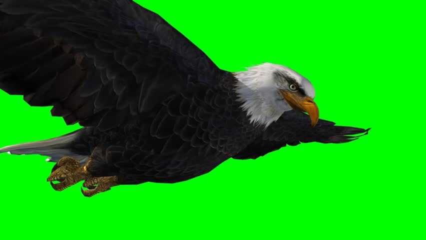 American Eagle In Fly - Seperated On Green Screen Stock Footage Video ...