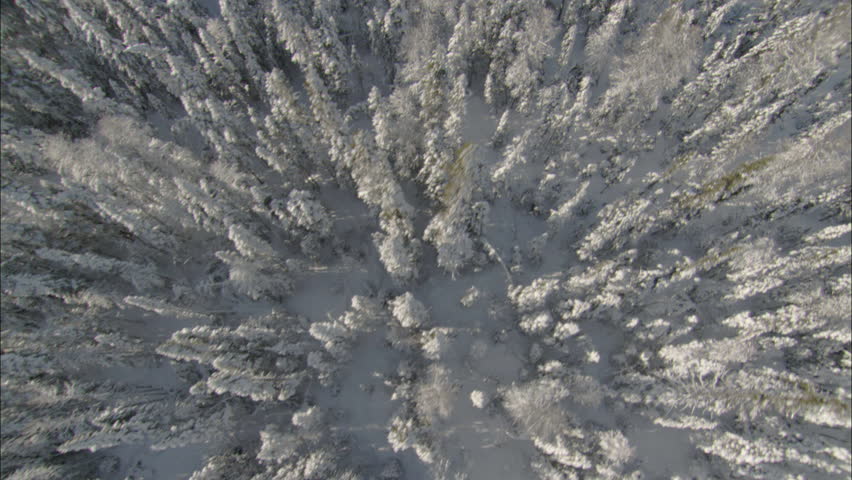 Aerial Footage Arctic Tundra. Aerial Footage Of The Vast Arctic Tundra. Snow Covered Pine Trees ...