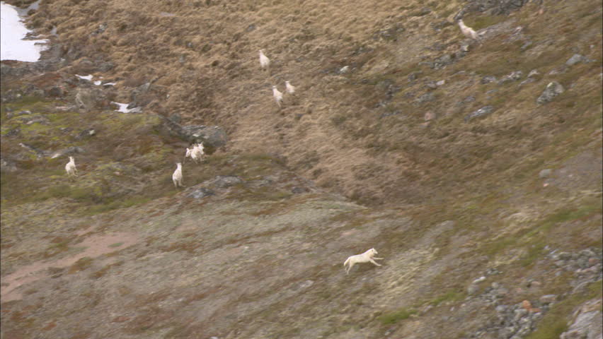 Wolf Stock Footage Video | Shutterstock