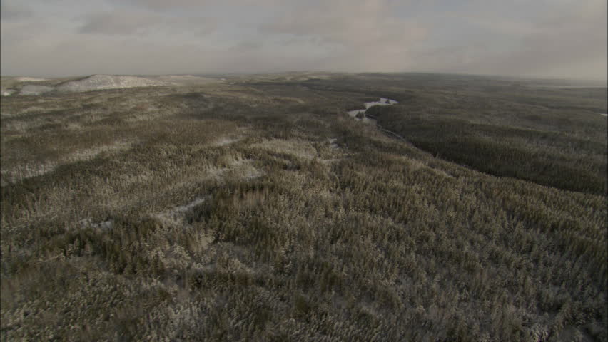 Arctic Tundra Forest. Aerial Footage Of The Arctic Tundra And A Vast ...