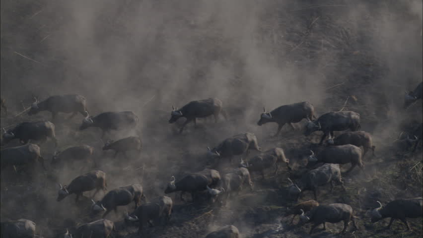 Stampede Migration Wildlife Water Buffalo. Stock Footage Video (100% ...