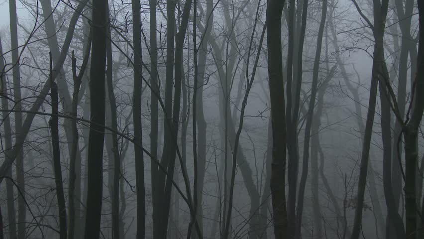 4K Super Scary Winter Foggy Forest Stock Footage Video 5523941 ...