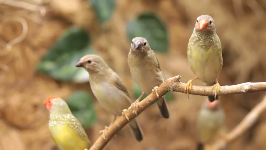 Bird Sitting on tree image - Free stock photo - Public Domain photo ...