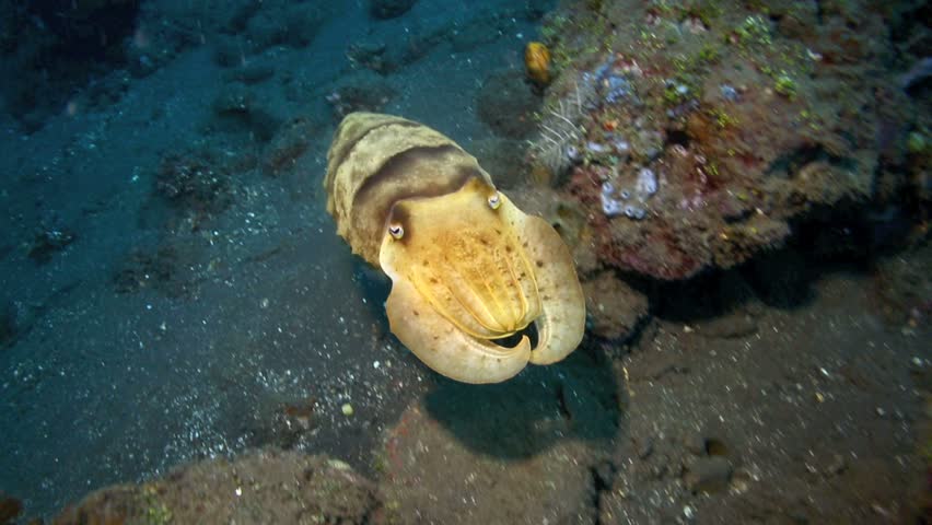 Cuttlefish Changing Colors at Night Stock Footage Video (100% Royalty ...