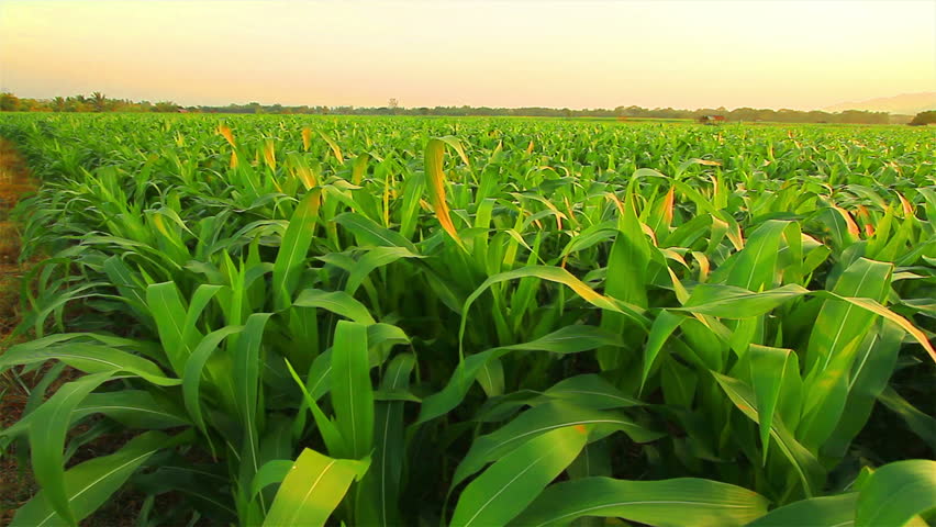 Corn Farm. Crane Shot. Stock Footage Video 3287024 | Shutterstock
