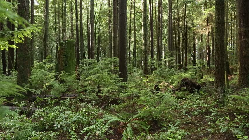 Forest Stock Footage Video | Shutterstock