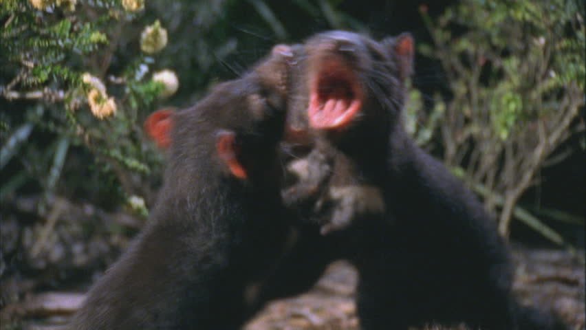 Three Tasmanian Devil Fighting Over Stock Footage Video (100% Royalty-free) 5734406 | Shutterstock