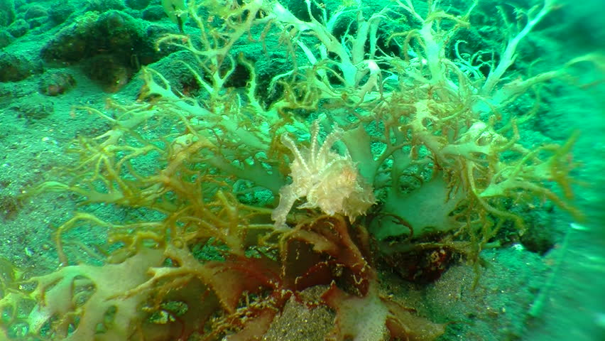 Cuttlefish Hiding in Underwater Vegetation Stock Footage Video (100% ...