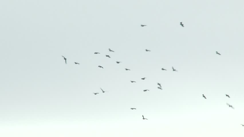 Flock Of Birds Flying Across The Screen. Stock Footage Video 9563930 ...