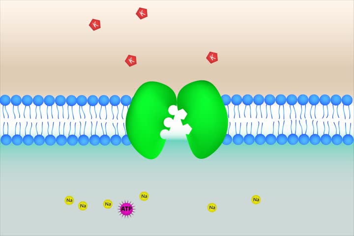 Sodium Potassium Pump Mechanism Animation Stock Footage Video (100% ...