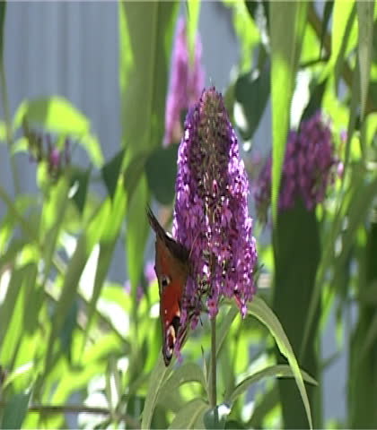 Bee Vs. Butterfly Stock Footage Video (100% Royalty-free) 593146 ...