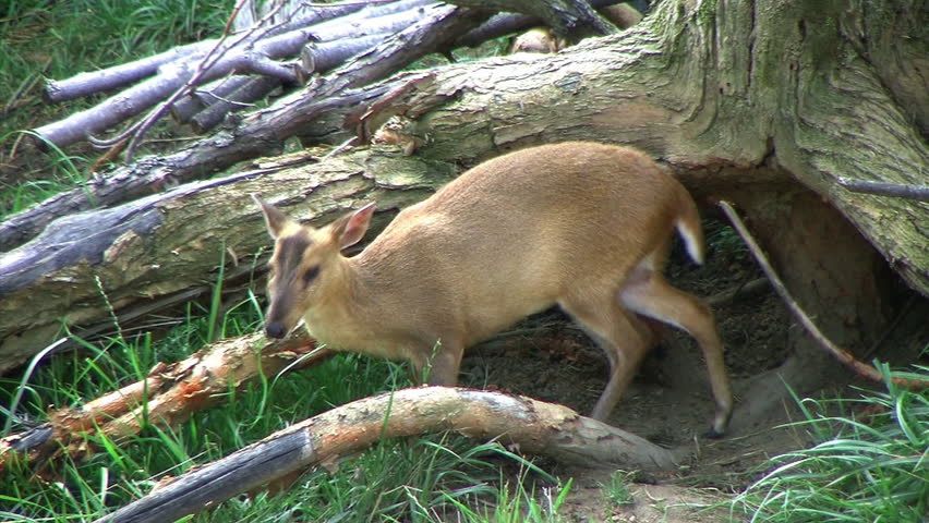 Stock video of muntjac deer grazing | 59356 | Shutterstock