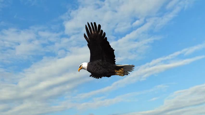 Eagle Bird Sky
