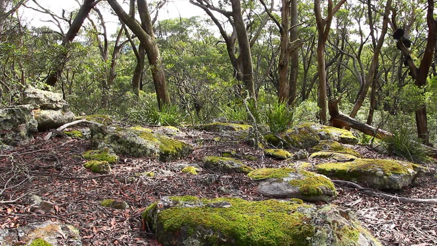 Temperate Rainforest Australian Landscape The Eastern Australian ...