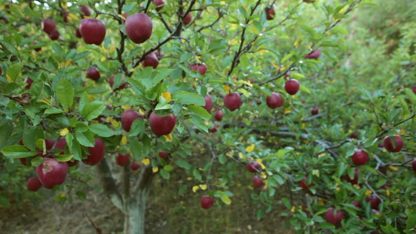 Apples Trees Of Marpha, Mustang, Nepal. Marpha Is Also Know As The ...