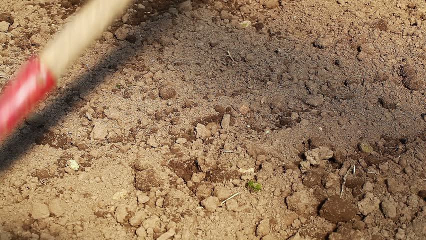 Endangered Bolson Tortoise (Gopherus Flavomarginatus) Walking In The ...