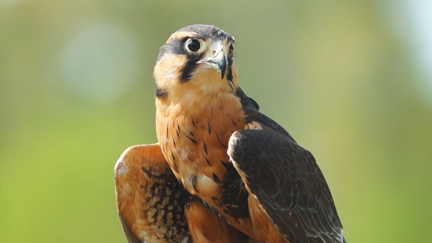 Stock video of aplomado falcon (falco femoralis) is an | 6199376 ...