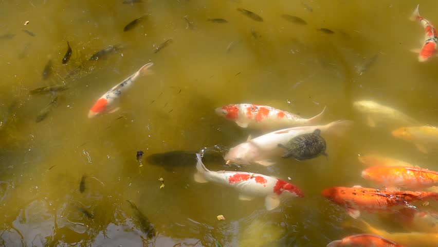 Koi Fish Pond Overhead View (HD). Several Beautiful Koi Fish Seen From ...