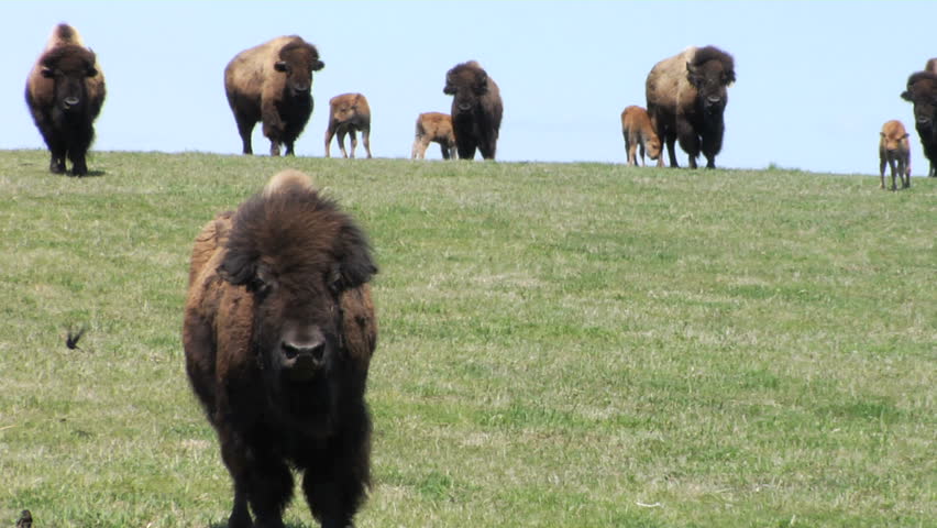 Buffalo Roaming the Great Plains Stock Footage Video (100% Royalty-free ...