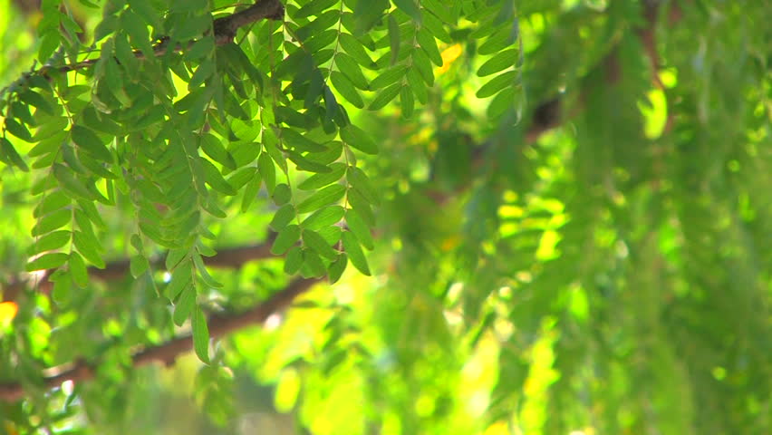 Hd Tree Branch with Green Stock Footage Video (100% Royalty-free ...
