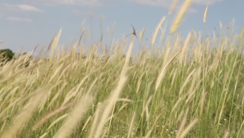 Green Grass Moving in the Stock Footage Video (100% Royalty-free ...