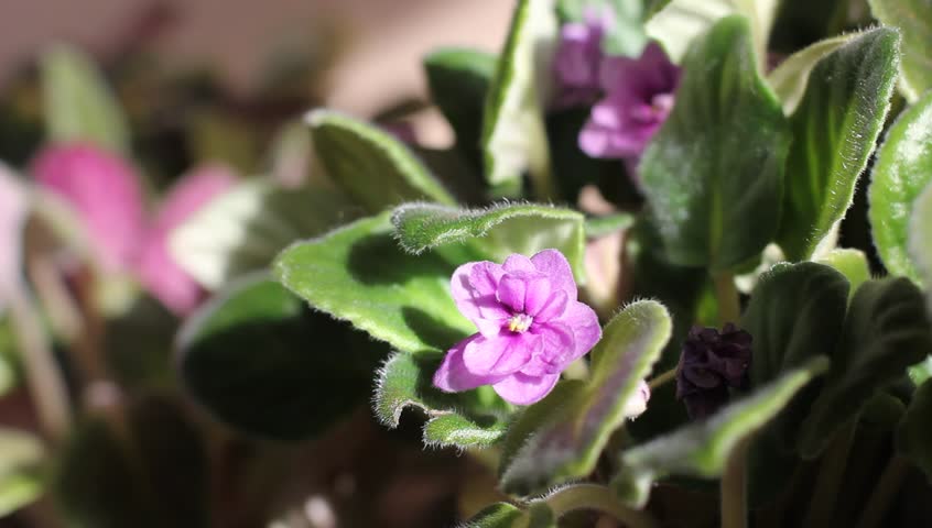 Stock video of blooming violet flower | 6338126 | Shutterstock