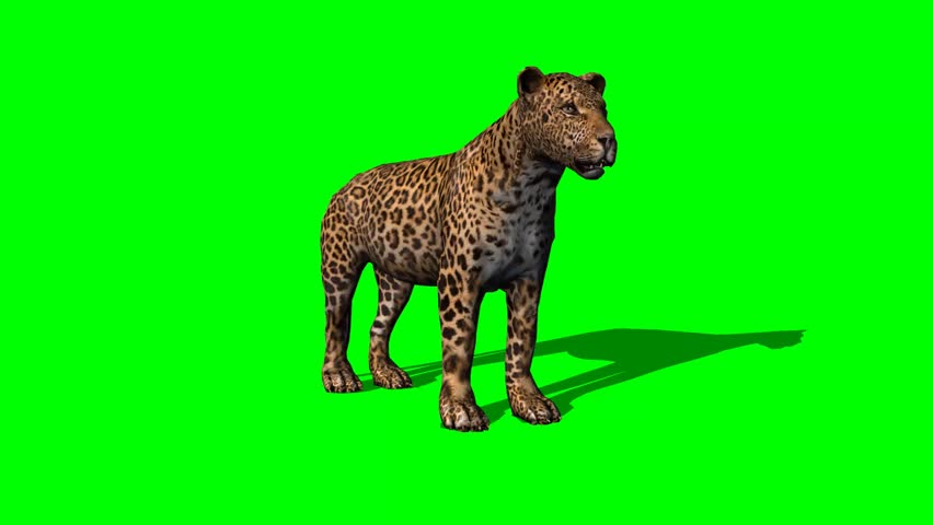 Stock video of leopard standing and looks around with | 6414356 ...