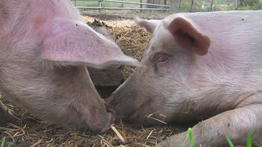 Happy Pigs Grunting And Waiting For Food Stock Footage Video 649900 ...