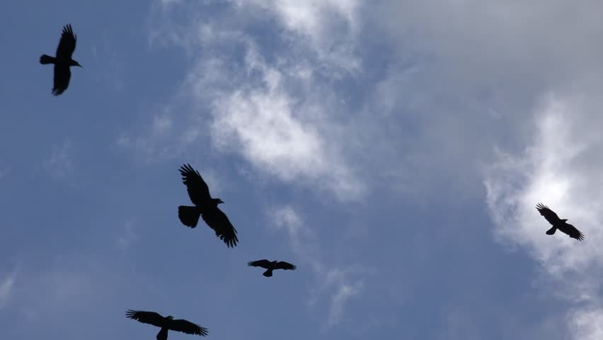 Crows Flying Stock Footage Video | Shutterstock