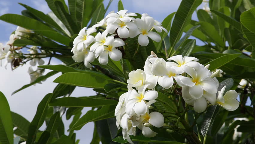 Plumeria (common Name Frangipani) Flowers - Typical Hawaiian Tropical ...