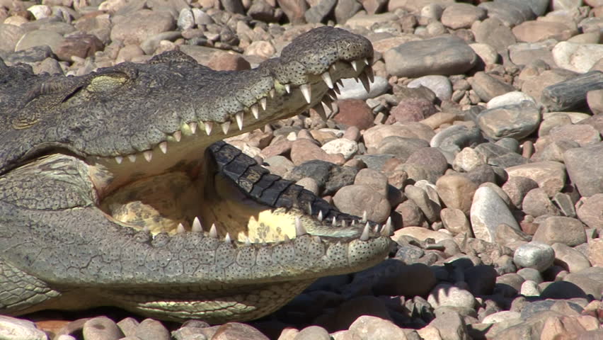 Gerrhosaurus - Plated Lizard In Vivarium For Reptiles. Gerrhosauridae ...