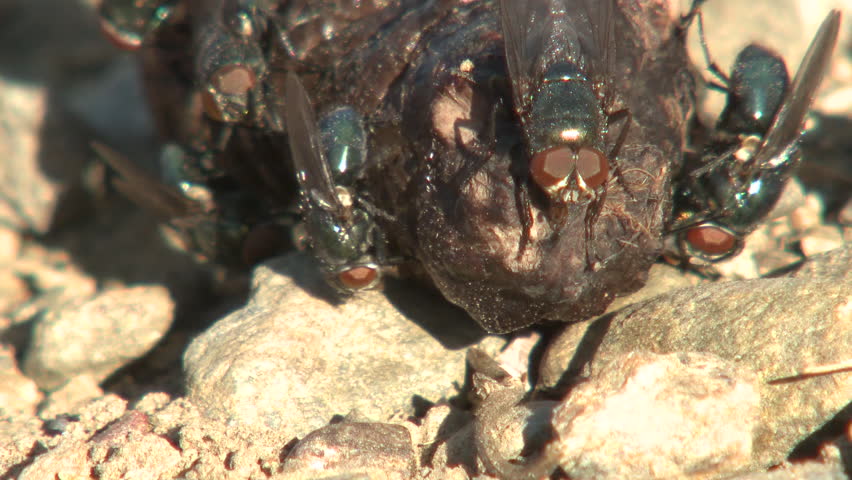 Stock video of fly several eating summer dung scat | 6498056 | Shutterstock