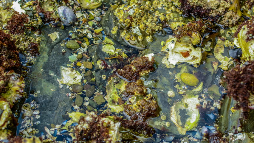 Tide Pool Close up Time Stock Footage Video (100% Royalty-free) 6508826 ...