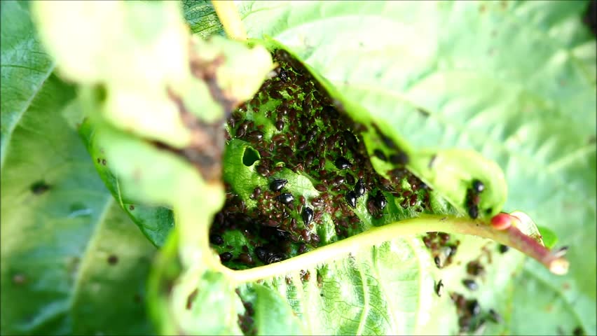 Aphids (Plant Lice) With Eggs And Different Generations On A Cherry ...