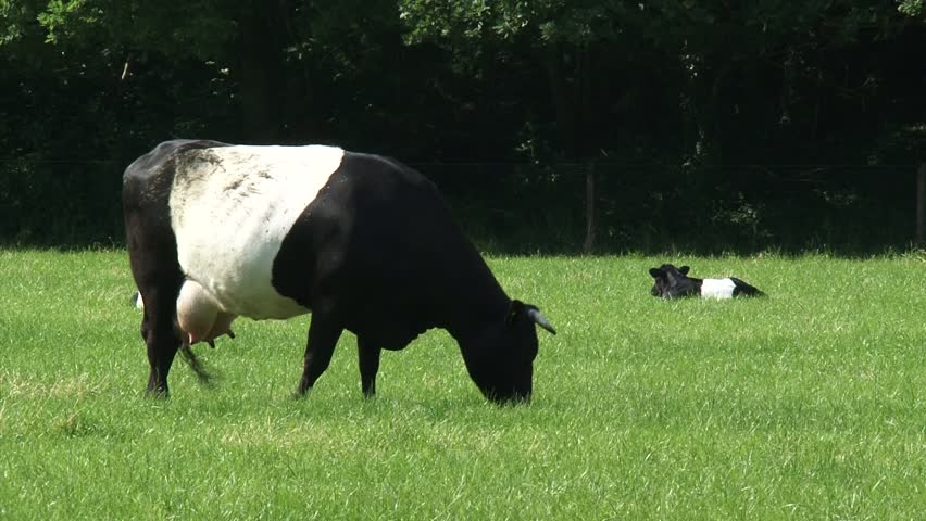 Dutch Belted Cattle, Lakenvelder Calf Lies In Meadow - On Camera. The ...