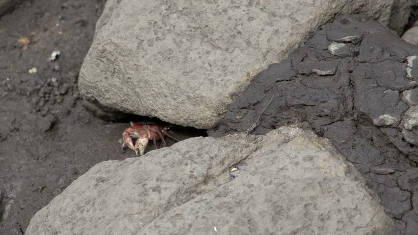 Stock video of little red crab under a rock | 6540896 | Shutterstock