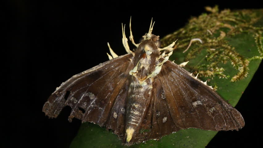 Cordyceps Fungus Infecting A Moth In Rainforest, Ecuador Stock Footage ...