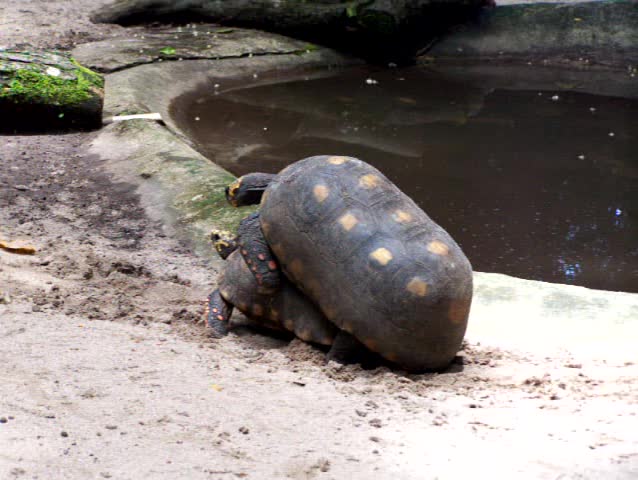 A Couple of Tortoises are Stock Footage Video (100% Royalty-free) 6696 ...