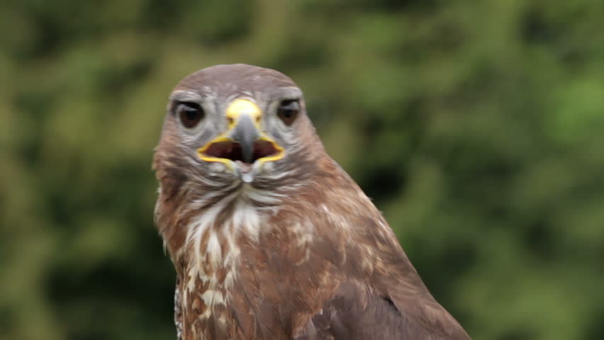 European Common Buzzard, Bird of Stock Footage Video (100% Royalty-free ...