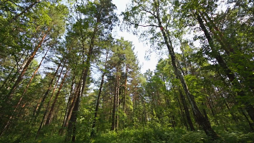 Siberian Pine Forest (taiga), Summer Day (02). Wide Angle, Panning Up ...
